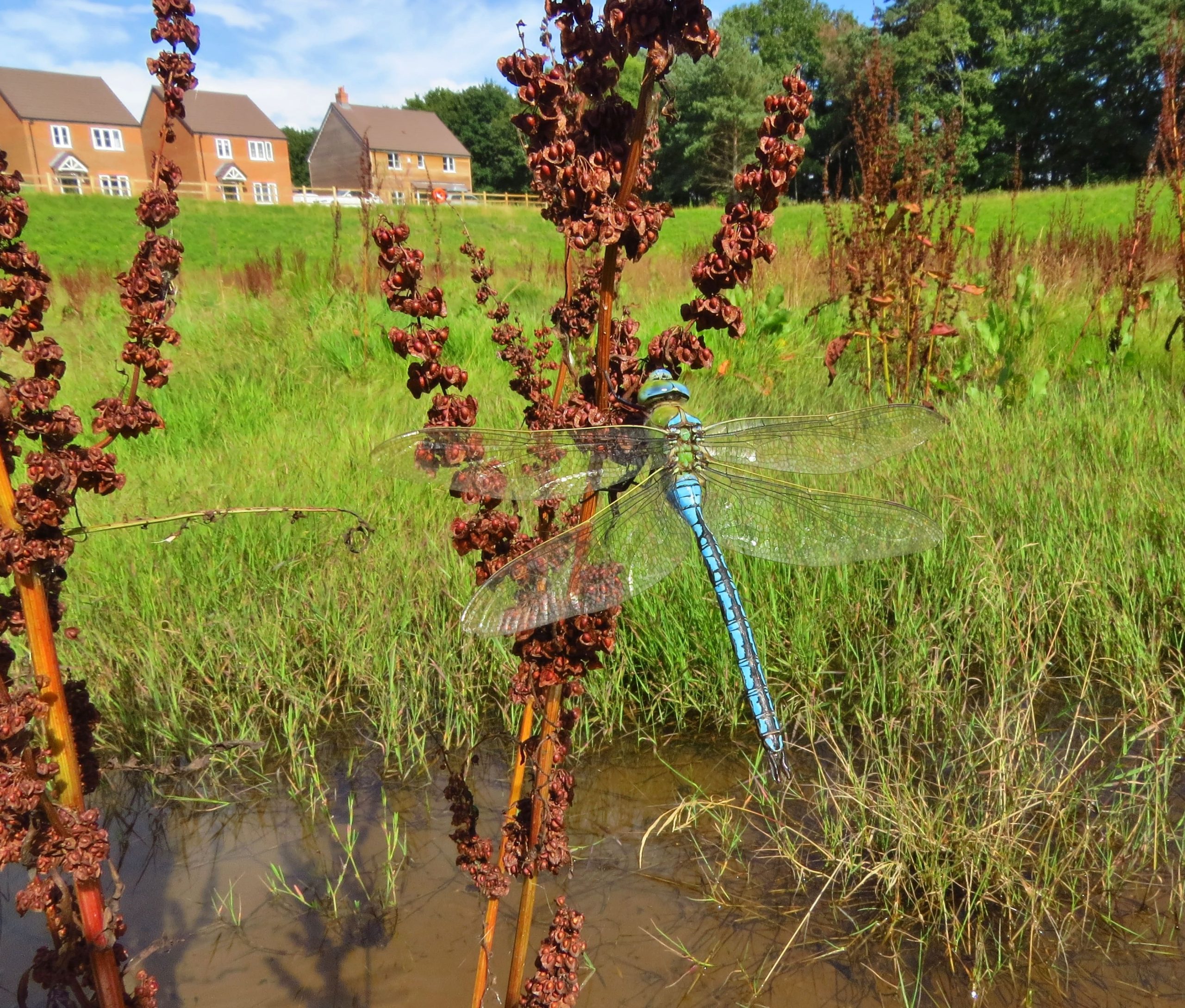 600-home Kidderminster housing development scoops 'Building With Nature ...