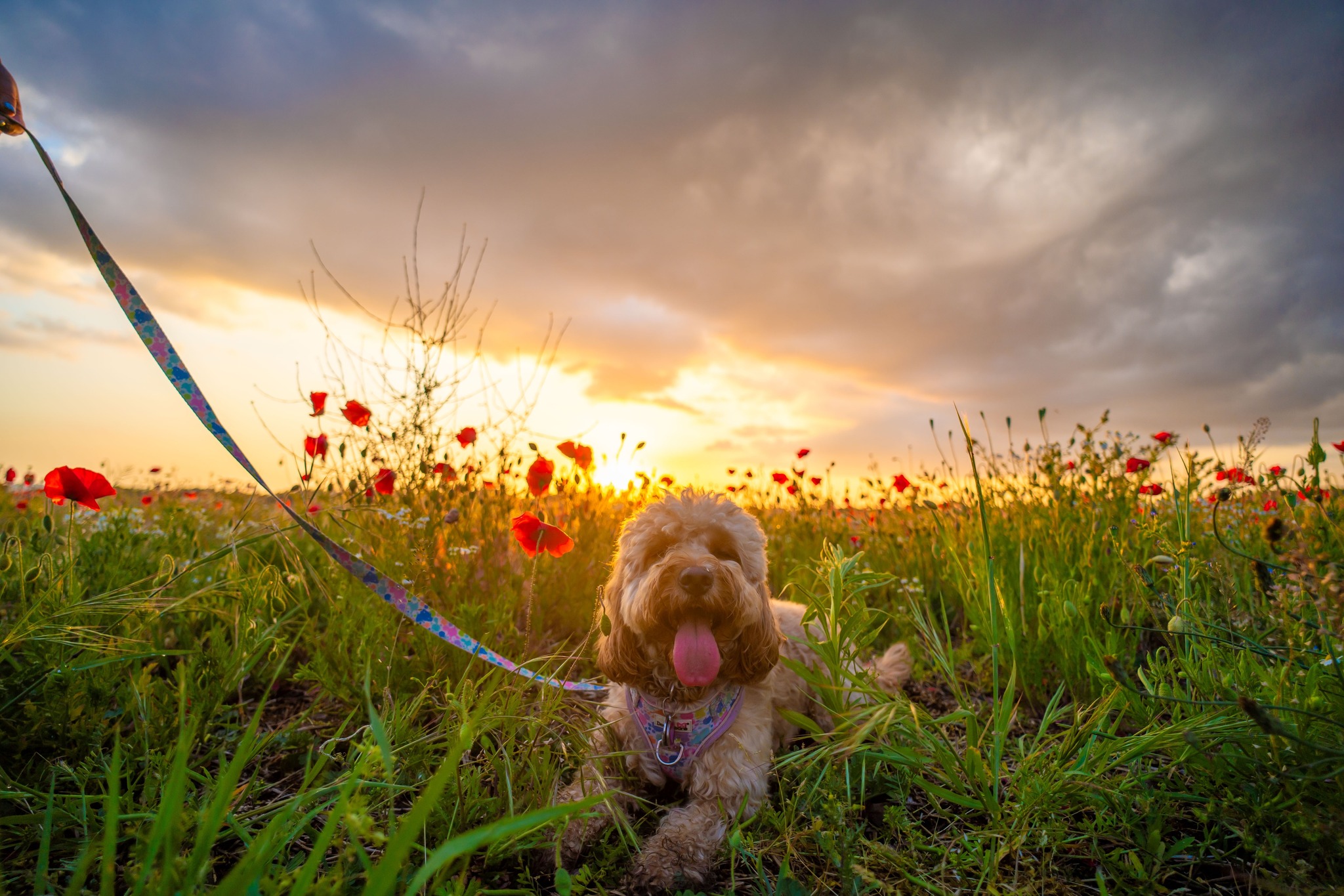 'SIMPLY STUNNING' - Cookley poppy fields' beauty shown in pictures ...