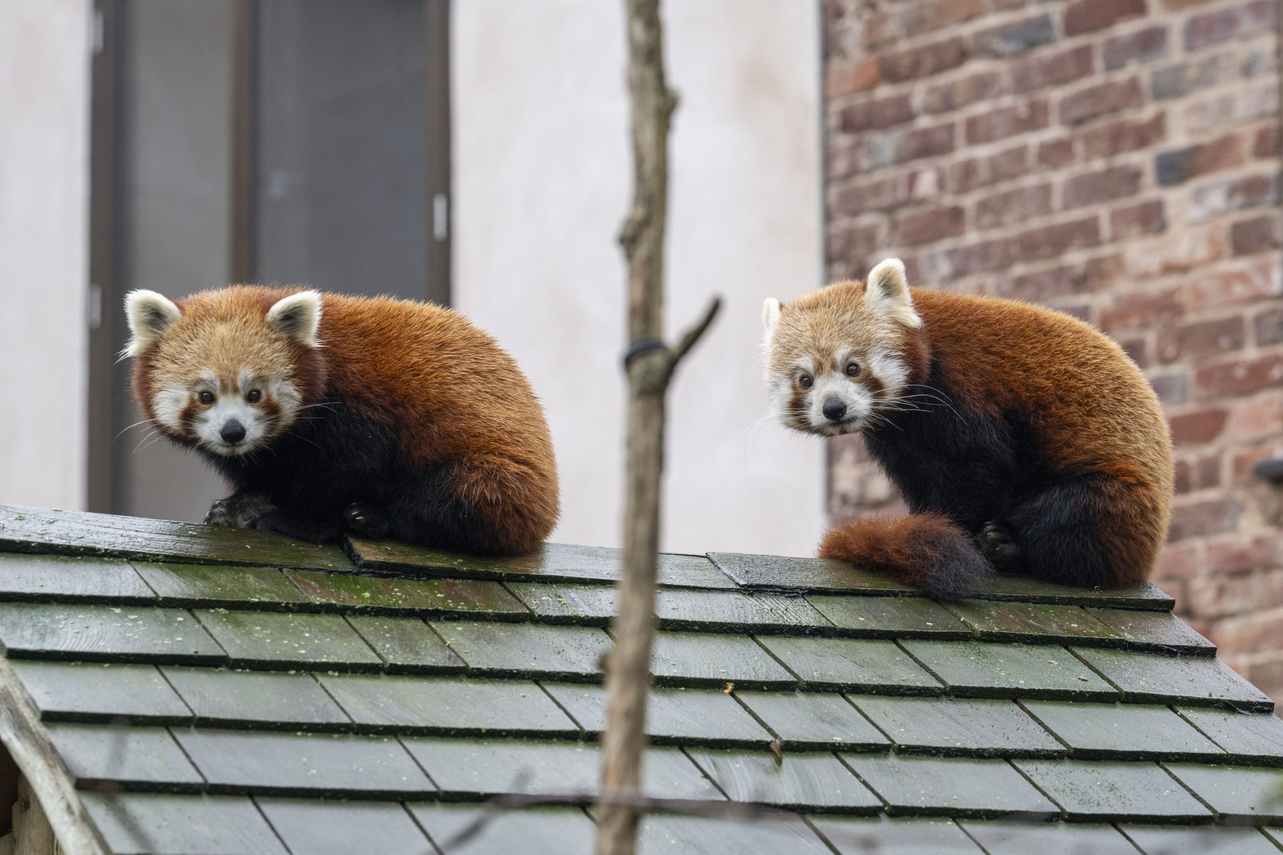 Joy as rare Red Panda cubs are born at Bewdley's West Midlands Safari ...