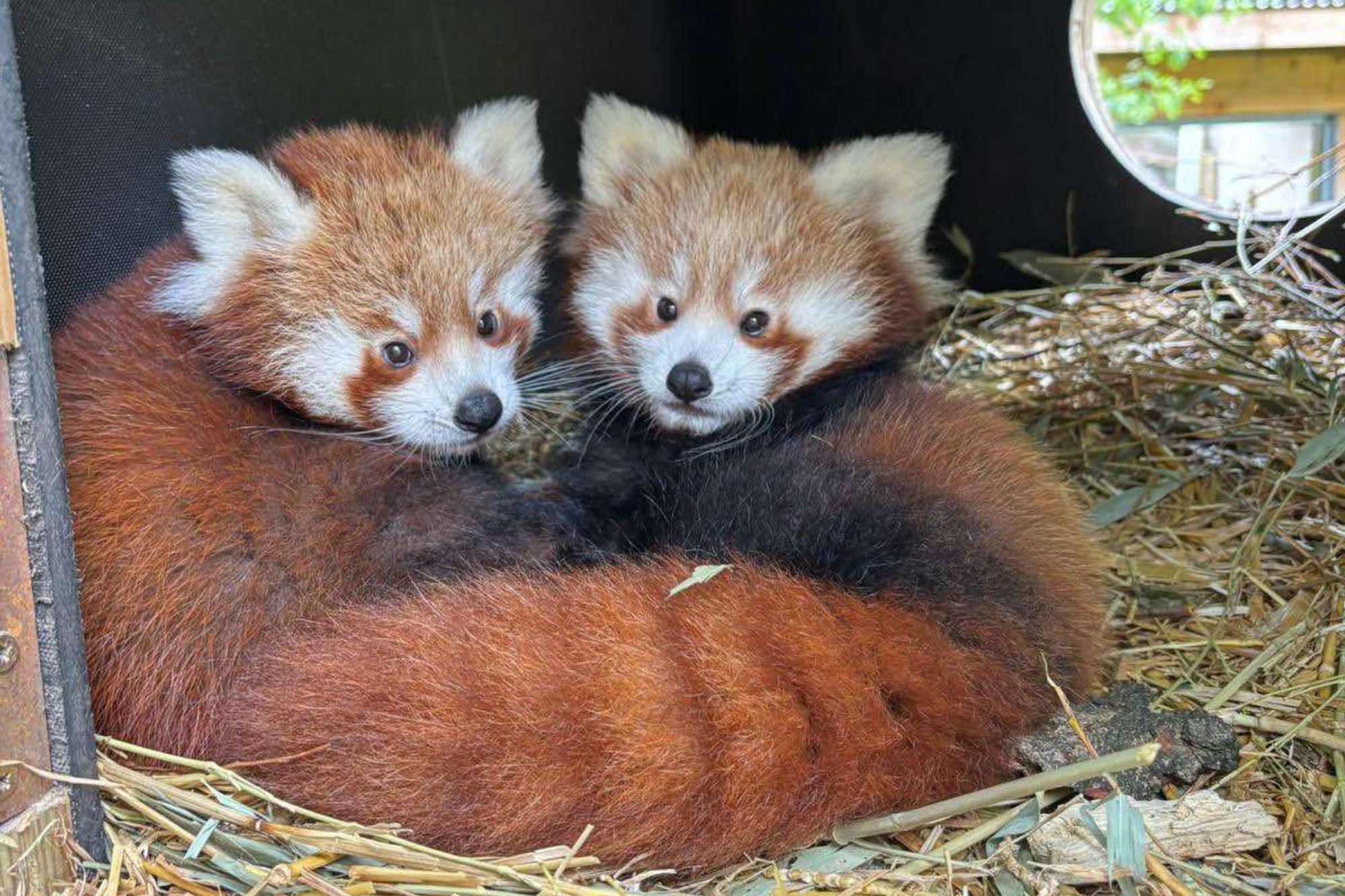 Public urged to help choose the names of red panda cubs born at Bewdley ...