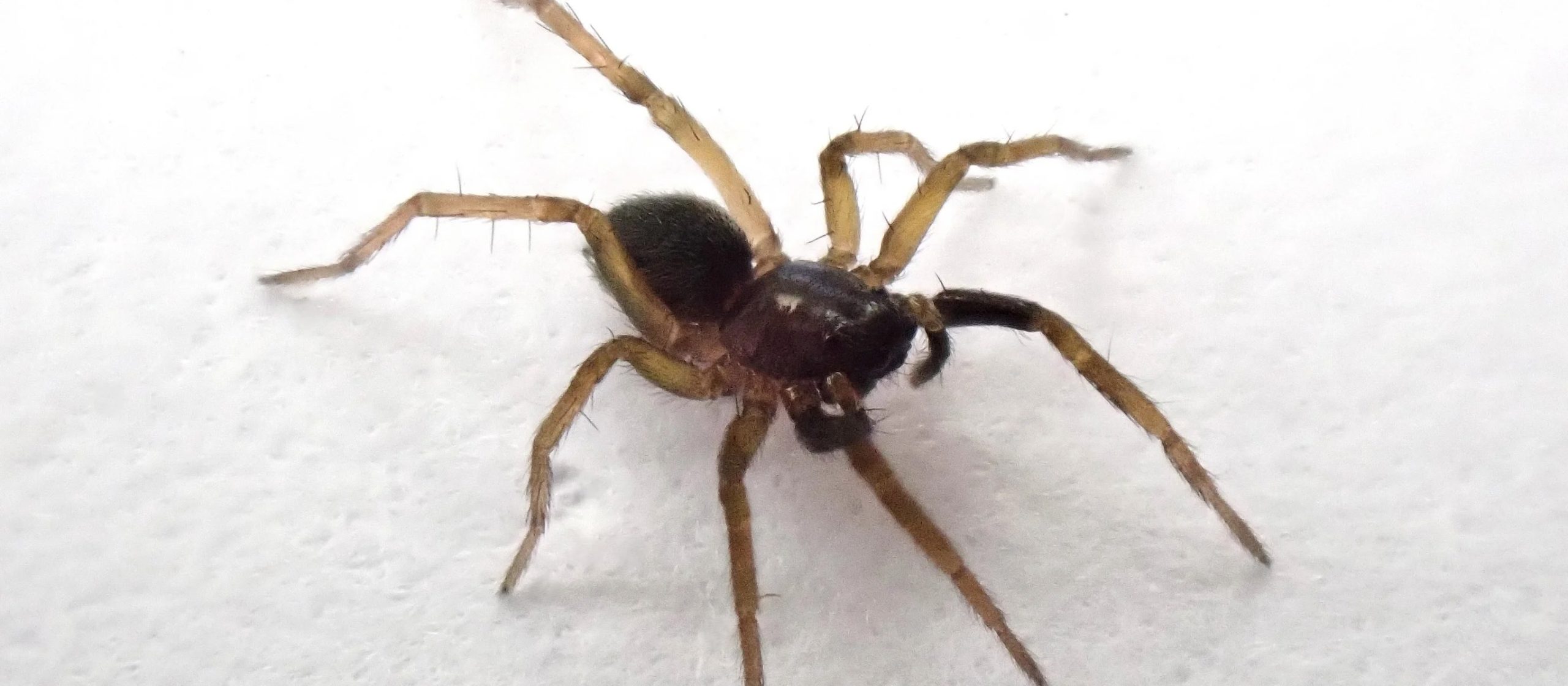 Rare spider rediscovered in Britain after 40 years – just in time for ...