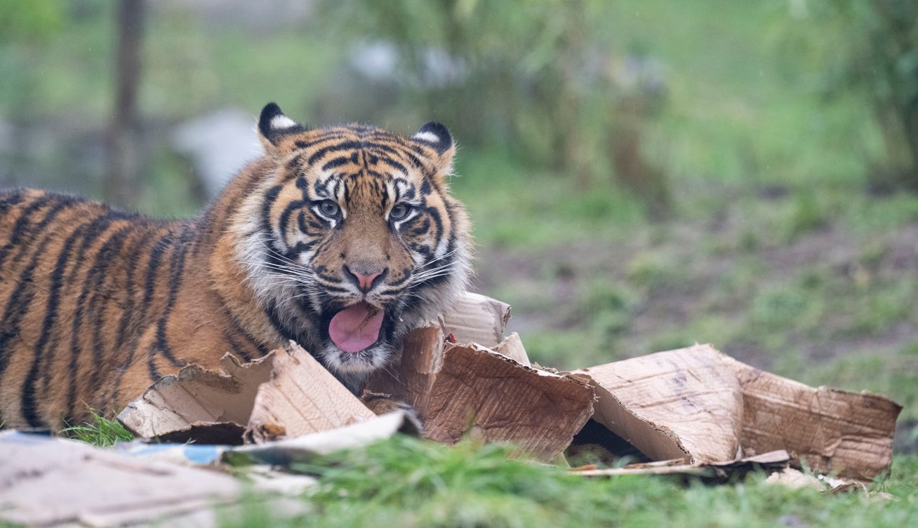 Endangered tigers celebrate first birthday at West Midlands Safari Park ...