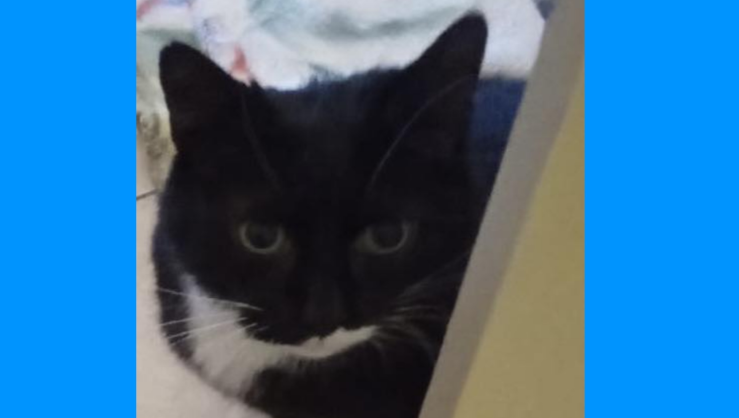 URGENT - Appeal to find cat 'Bobby' missing in Kidderminster The ...