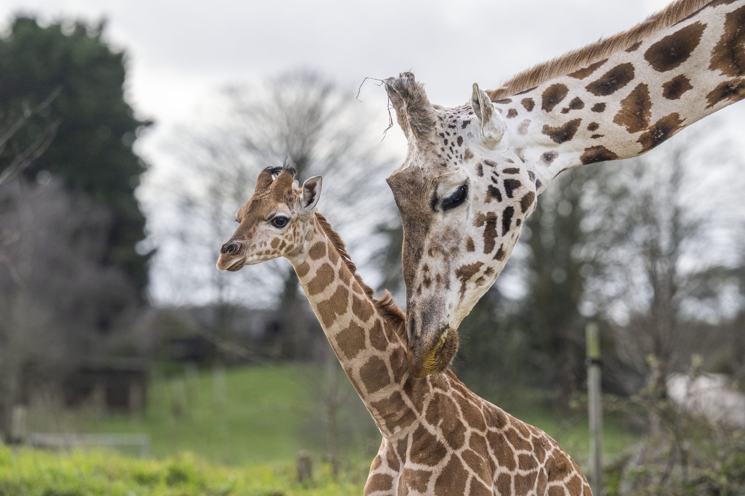 Baby giraffes take first steps outside at Bewdley's West Midlands ...