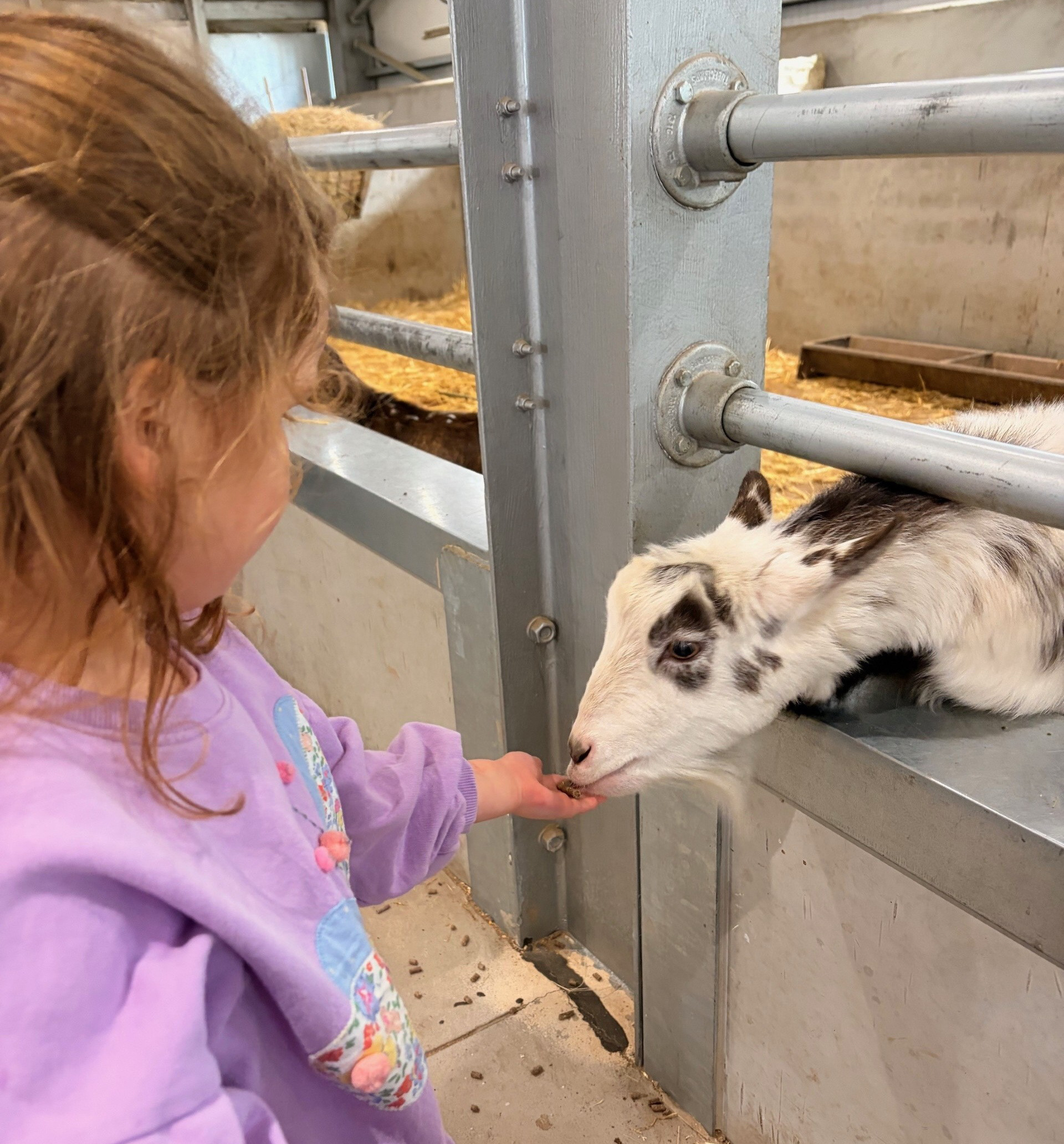 Little Owl Farm Park in Dunhampton hosts county fostering families The ...
