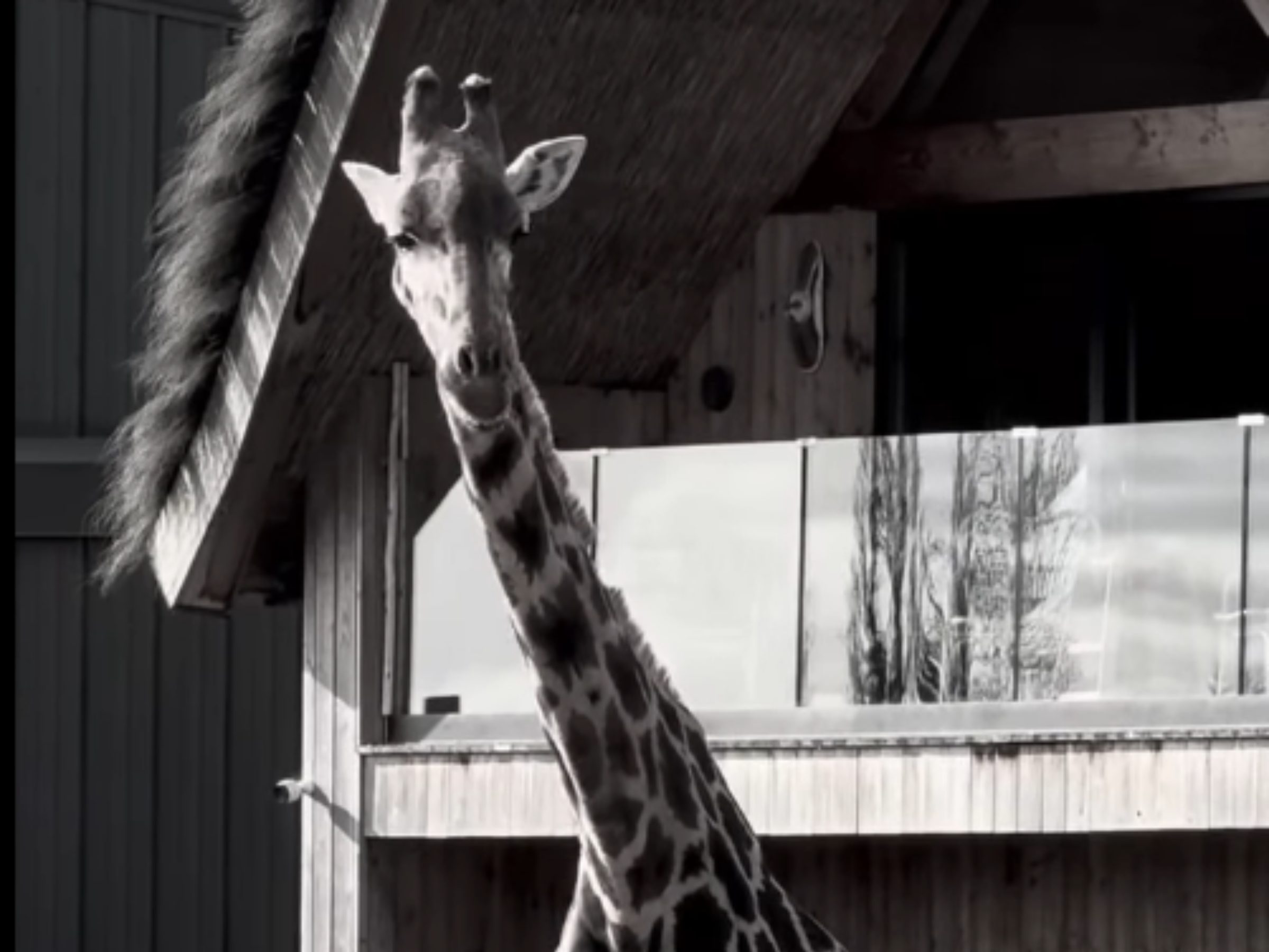West Midlands Safari Park: Tributes as iconic giraffe Strider dies ...